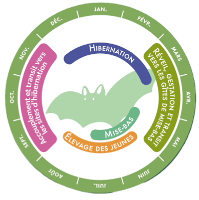 Présentation des chauves-souris | SFEPM